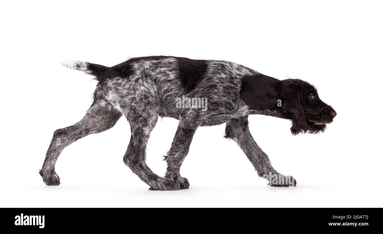 Young brown and white German wirehaired pointer dog pup, walking side ...