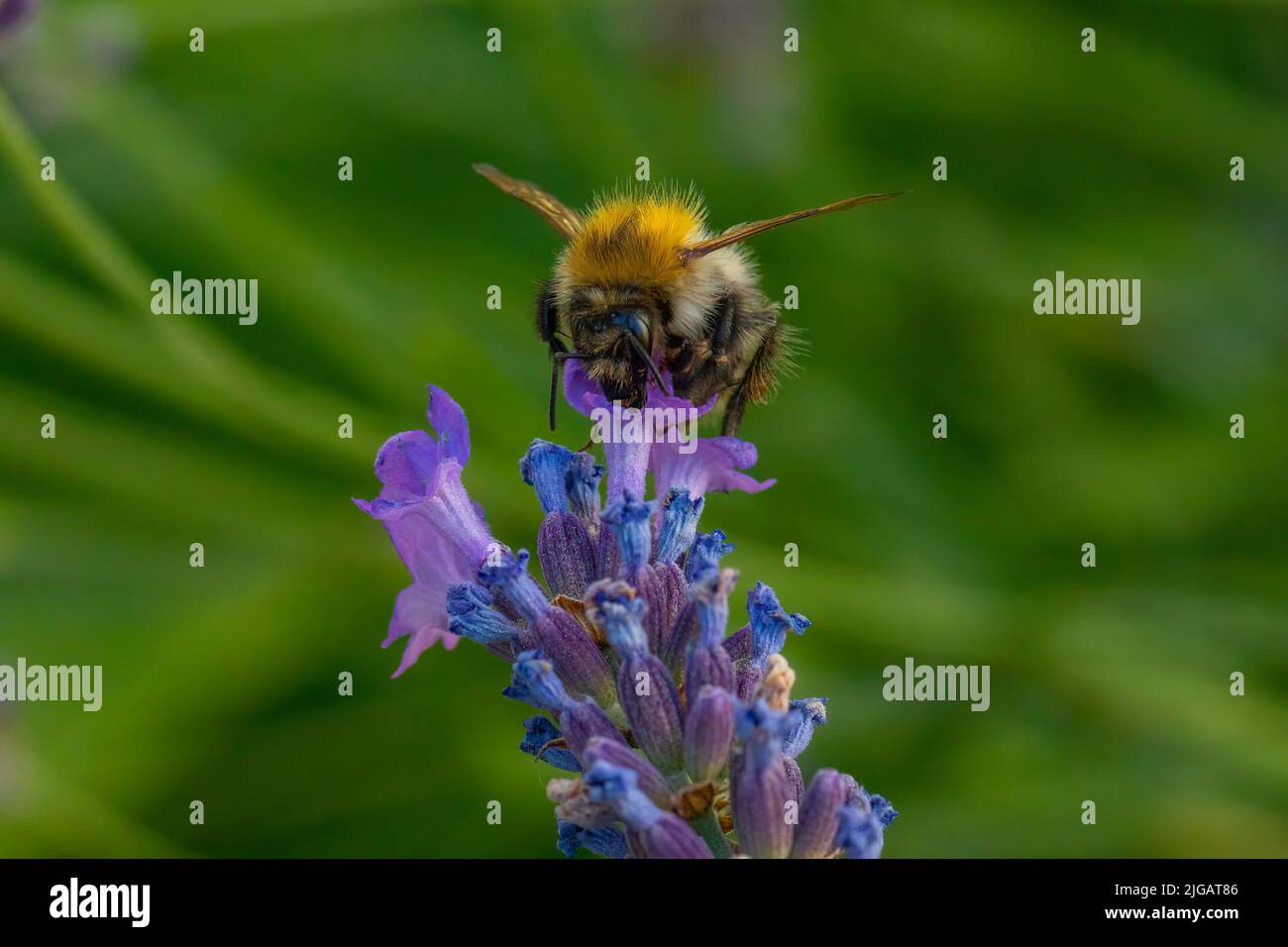 The large garden bumblebee or ruderal bumblebee pollinating a flower ...