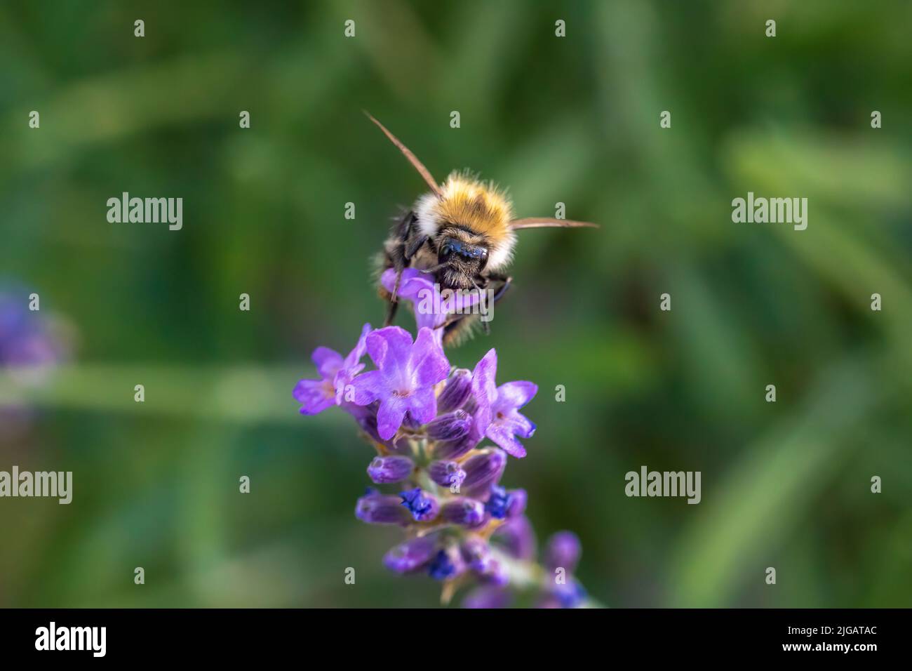 The large garden bumblebee or ruderal bumblebee pollinating a flower ...