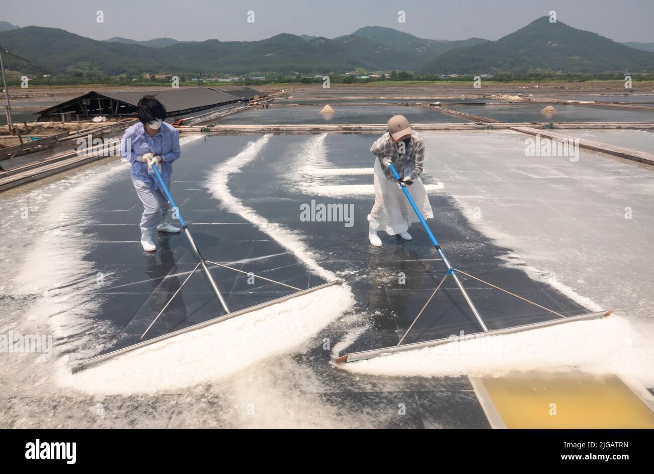 Gomso Salt Field, June 21, 2022 : Visitors collect salt during their ...