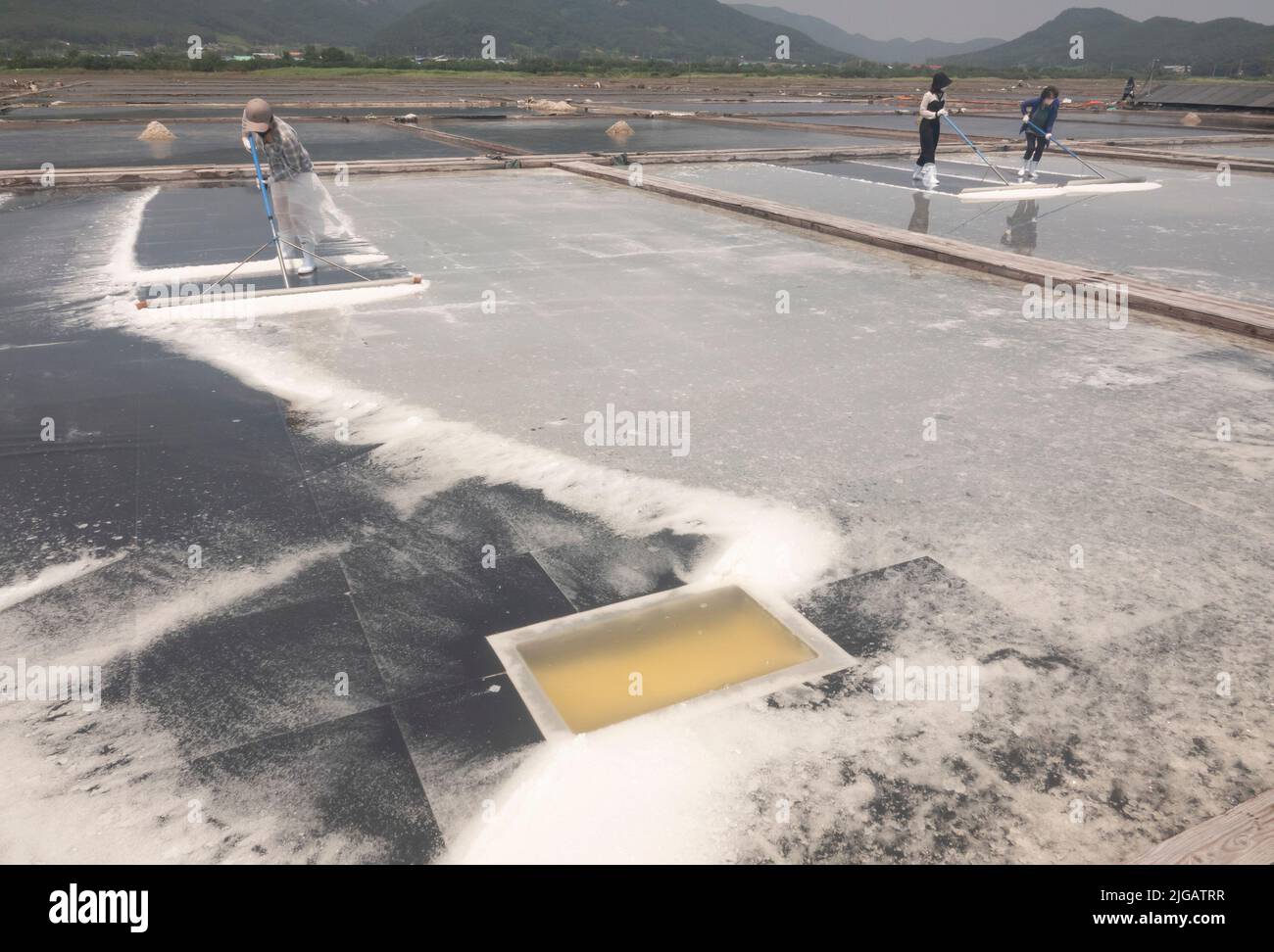 Gomso Salt Field, June 21, 2022 : Visitors collect salt during their ...