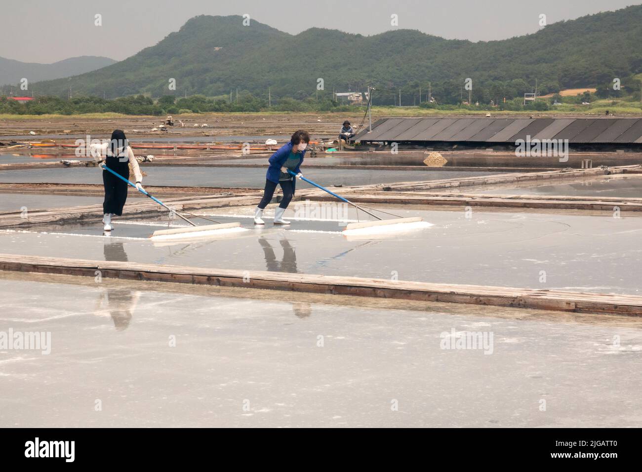 Gomso Salt Field, June 21, 2022 : Visitors collect salt during their ...