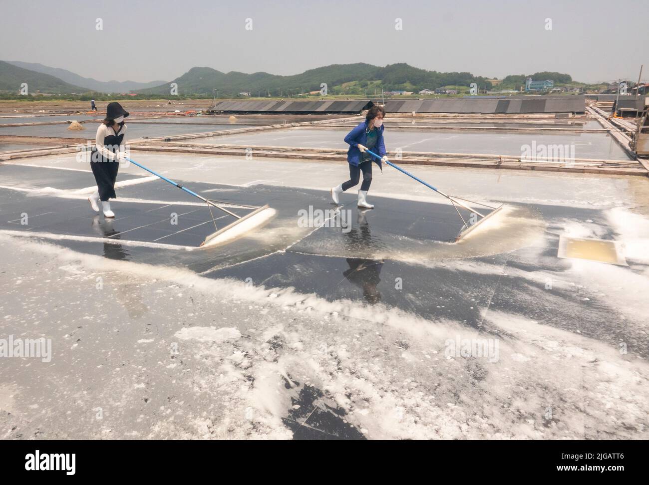 Gomso Salt Field, June 21, 2022 : Visitors collect salt during their ...