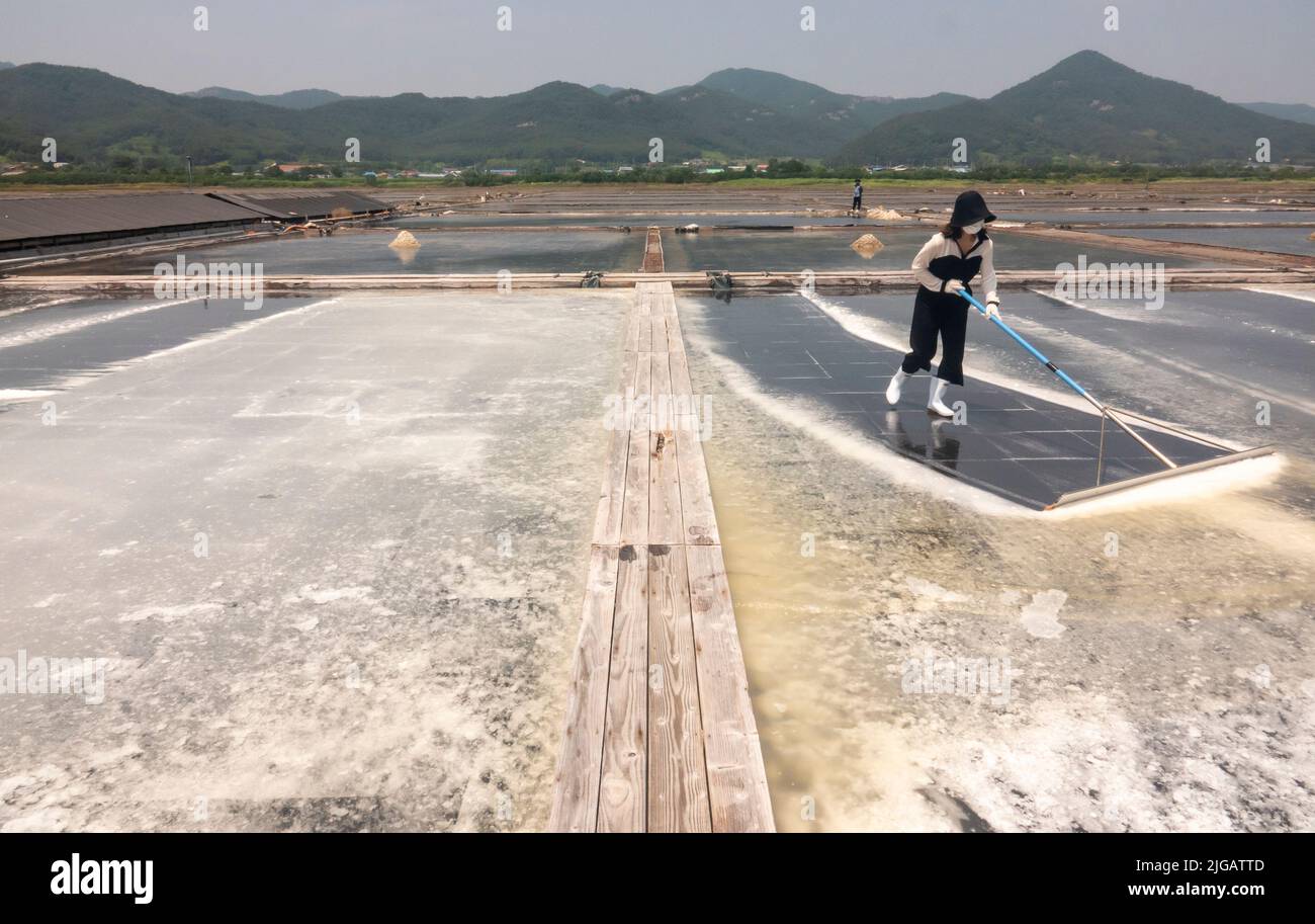 Gomso Salt Field, June 21, 2022 : A visitor collects salt during her ...