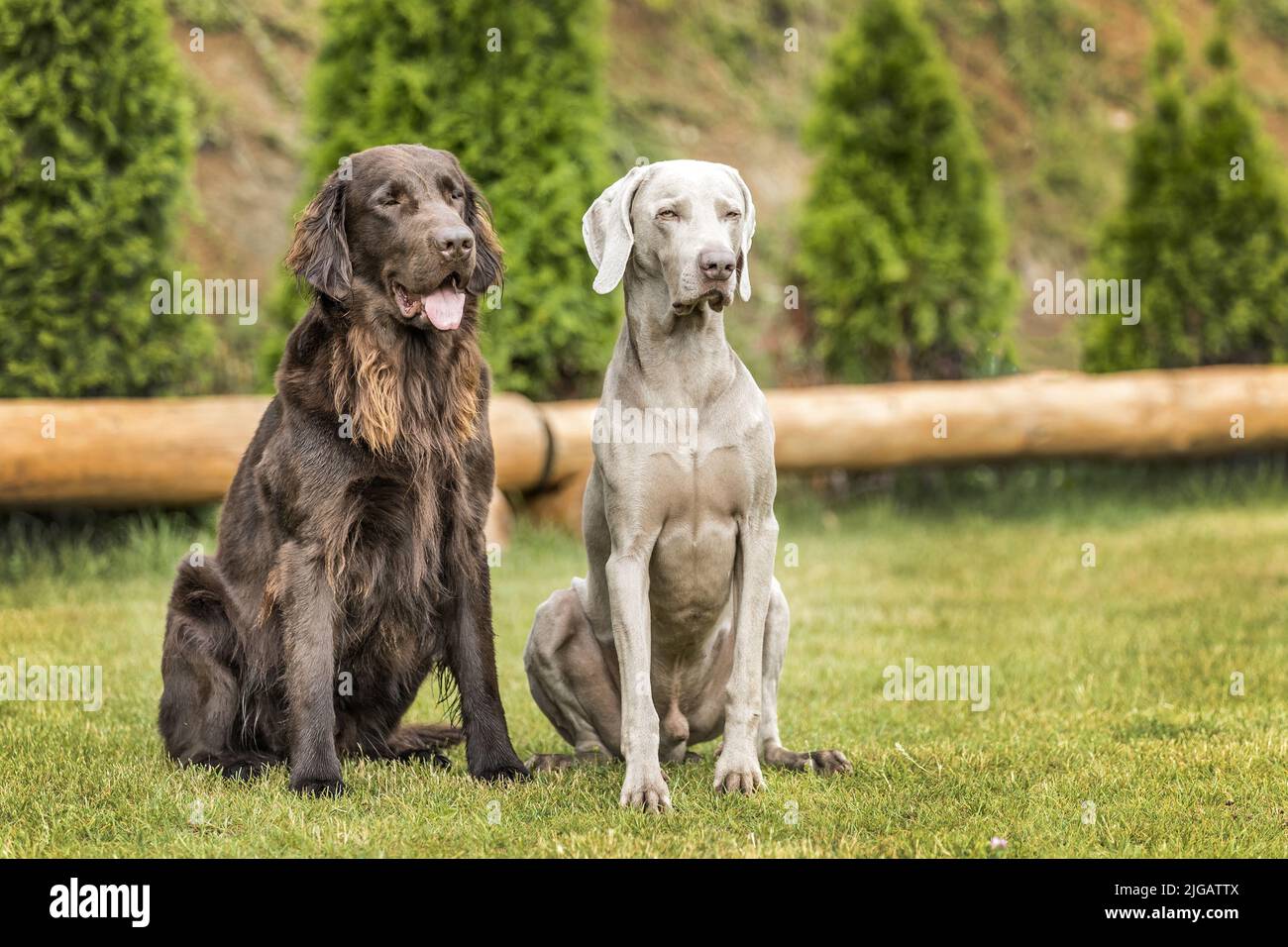 Beautiful dogs on a summer day. Brown Flat coated retriever and ...