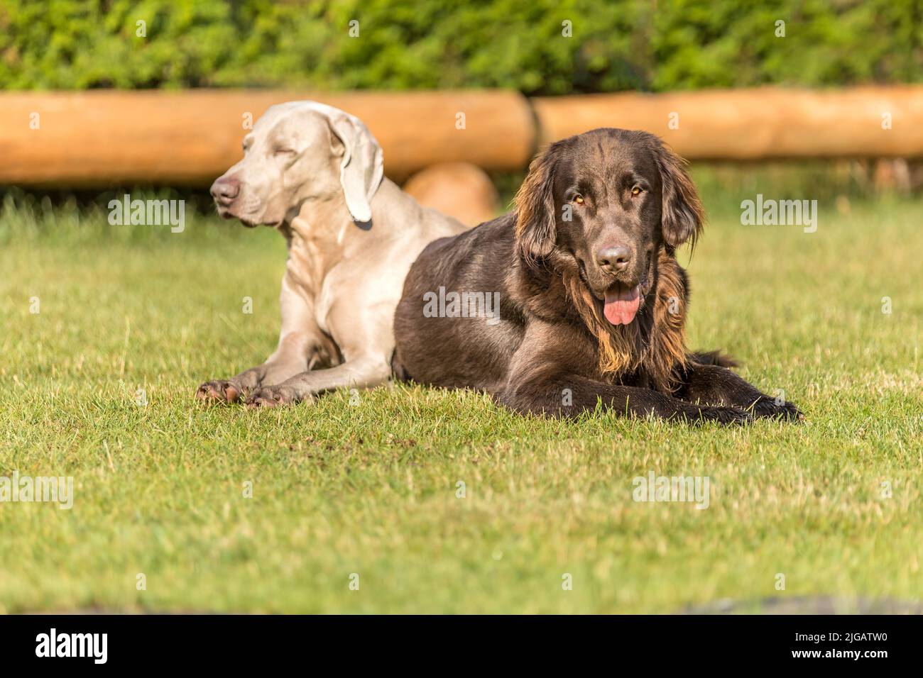 Beautiful dogs on a summer day. Brown Flat coated retriever and ...