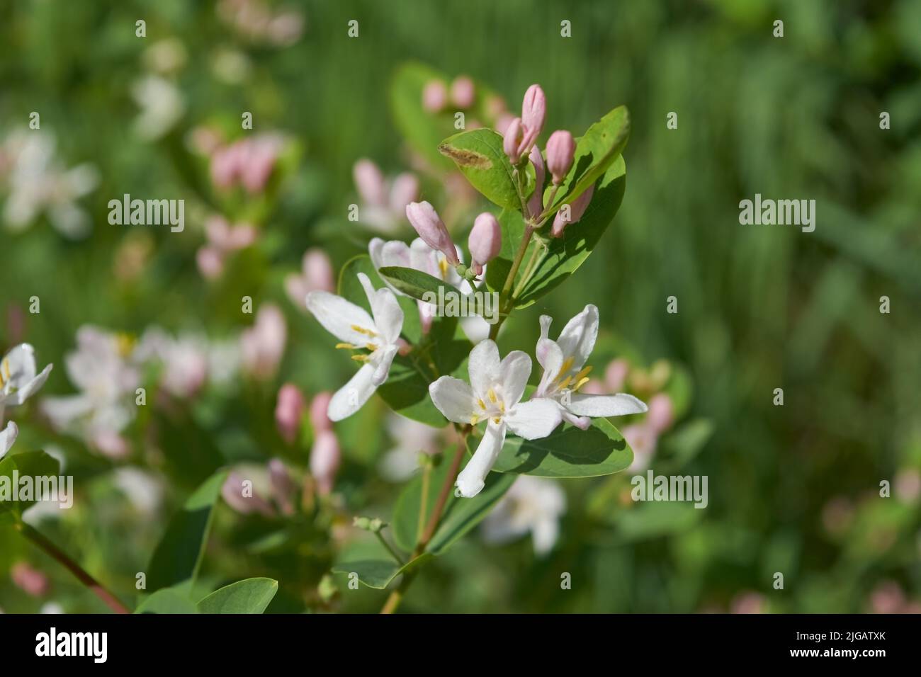 Frangula alnus flowering bush, blooming white flower close up detail ...