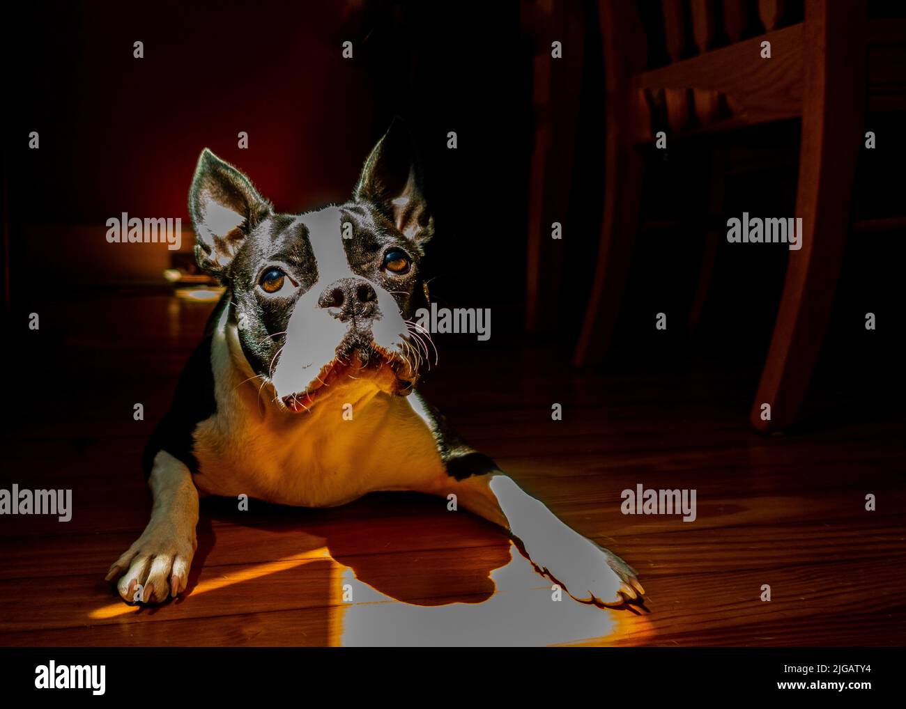 Boston Terrier Puppy in Natural Light Stock Photo - Alamy