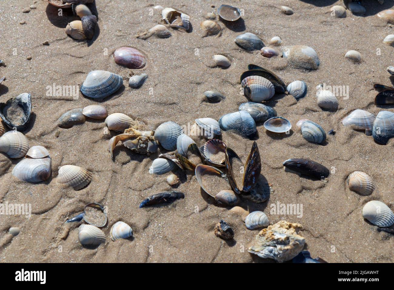 Seashore seashells hi-res stock photography and images - Alamy