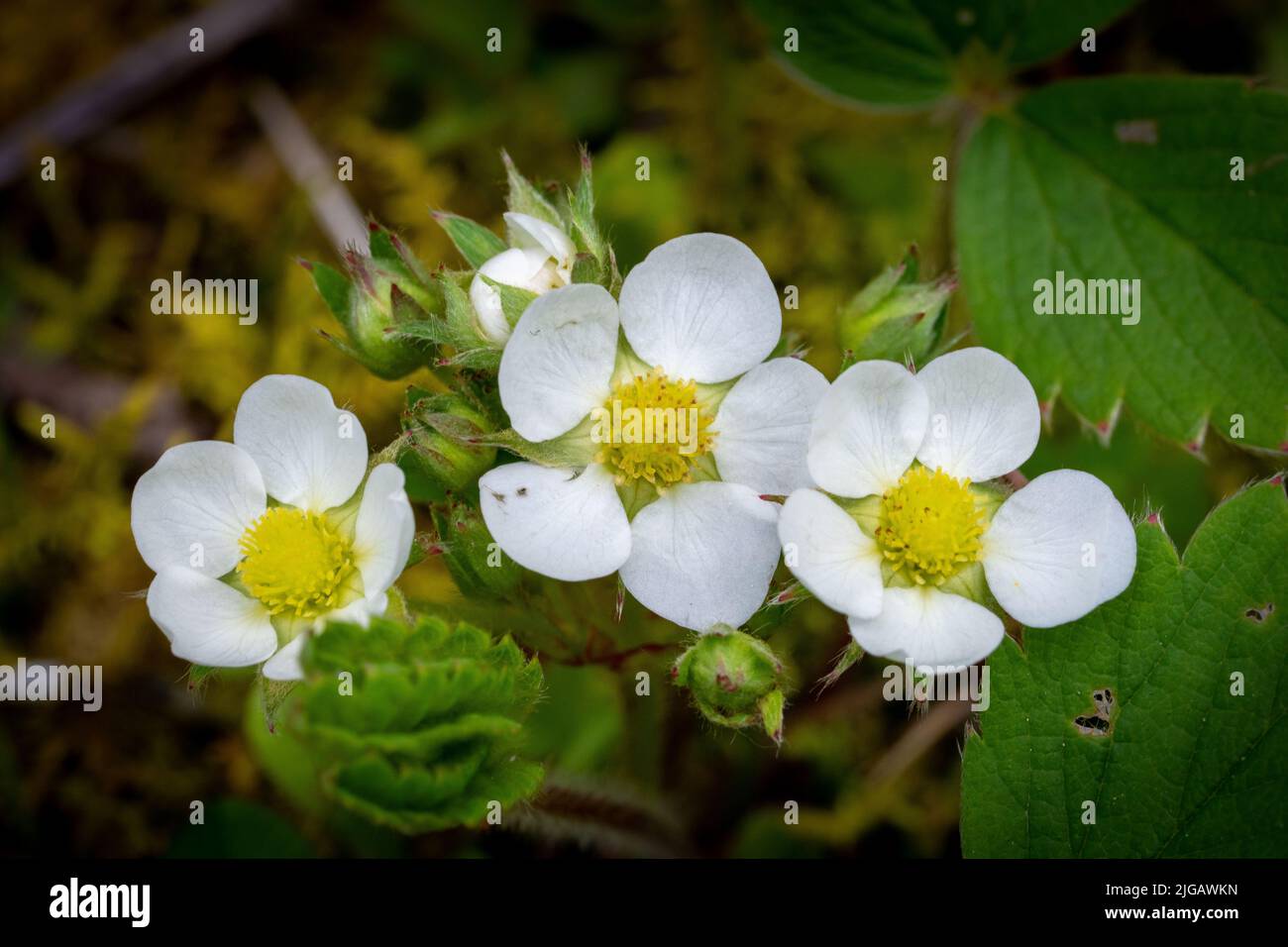 The wild Strawberry plant , a very common find along the floor of most ...