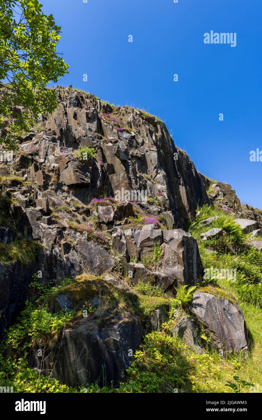 Flowering Heather growing on the Whin Sill rock face at Walltown Quarry ...