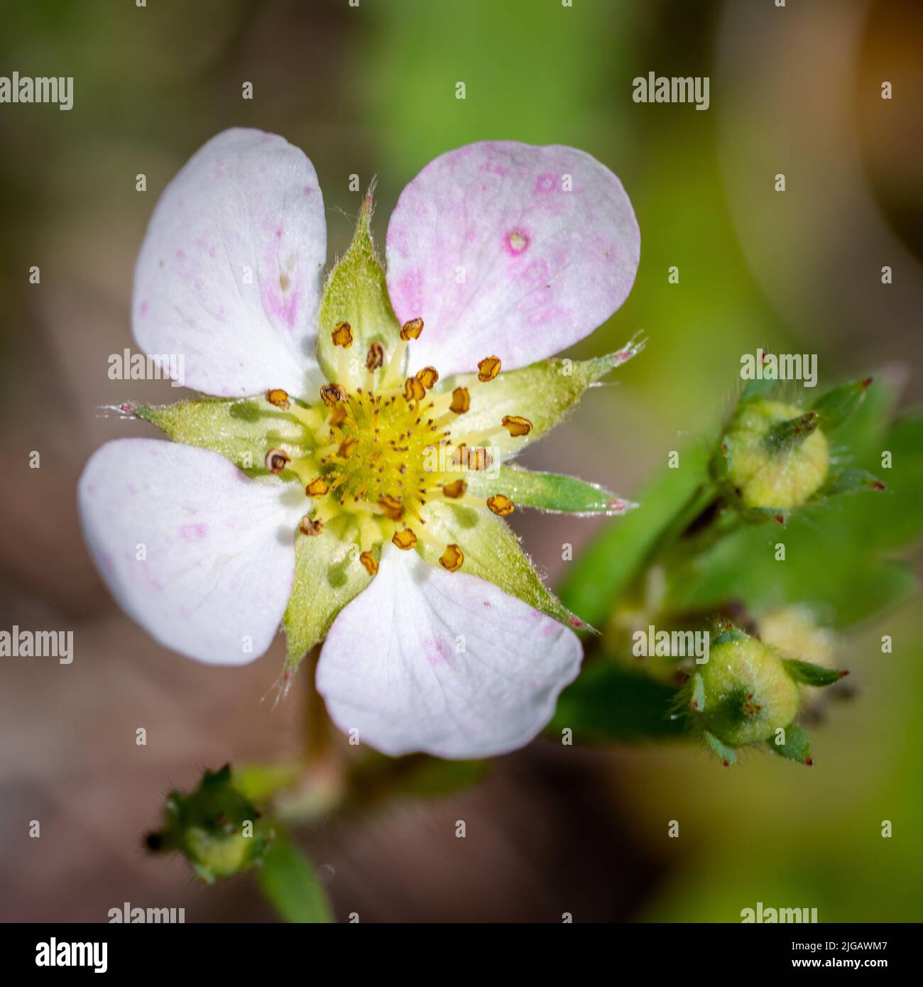 Most common plant in the world hi-res stock photography and images - Alamy