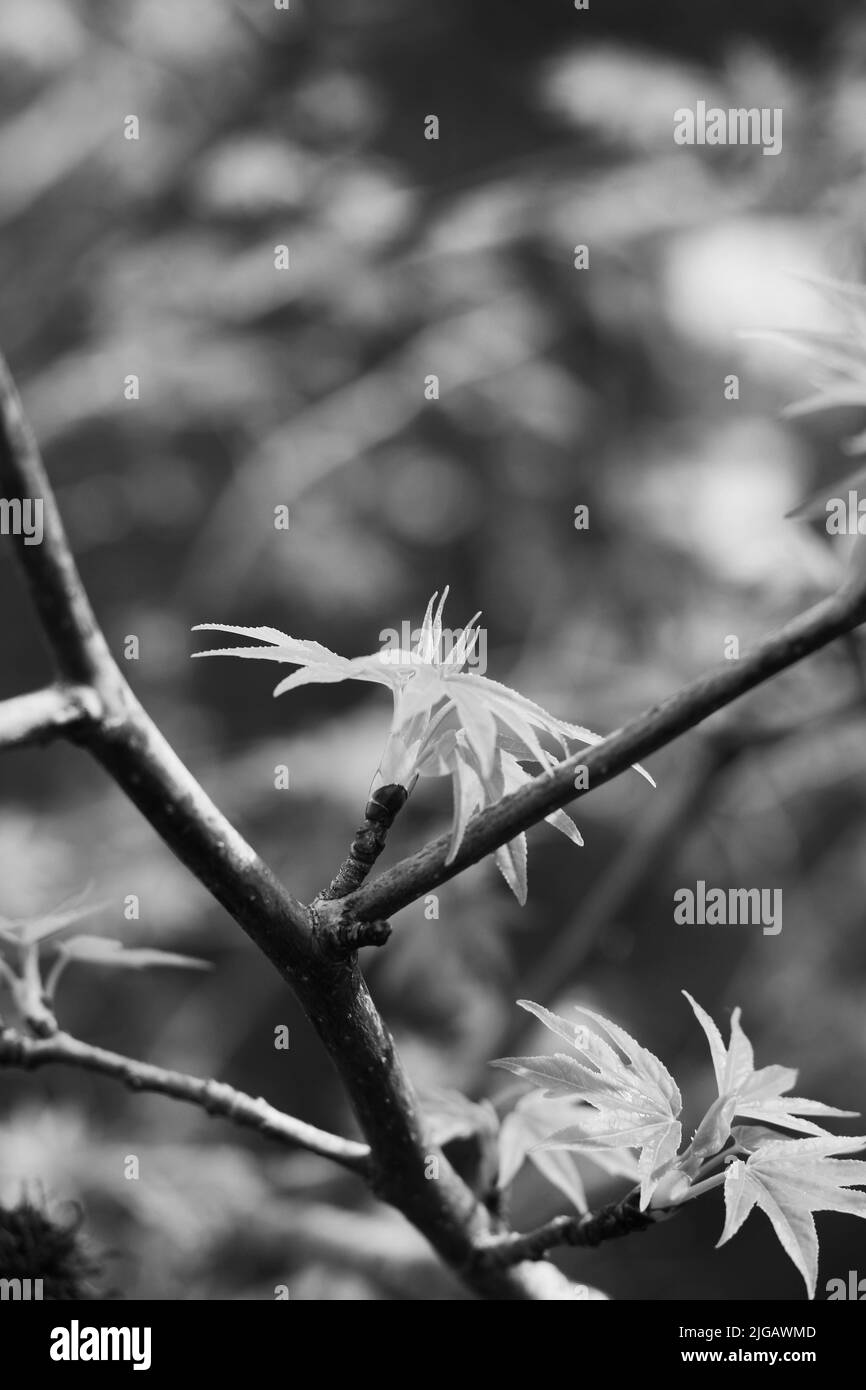 Lush spring tree branch sprouting with leaves in black and white Stock ...