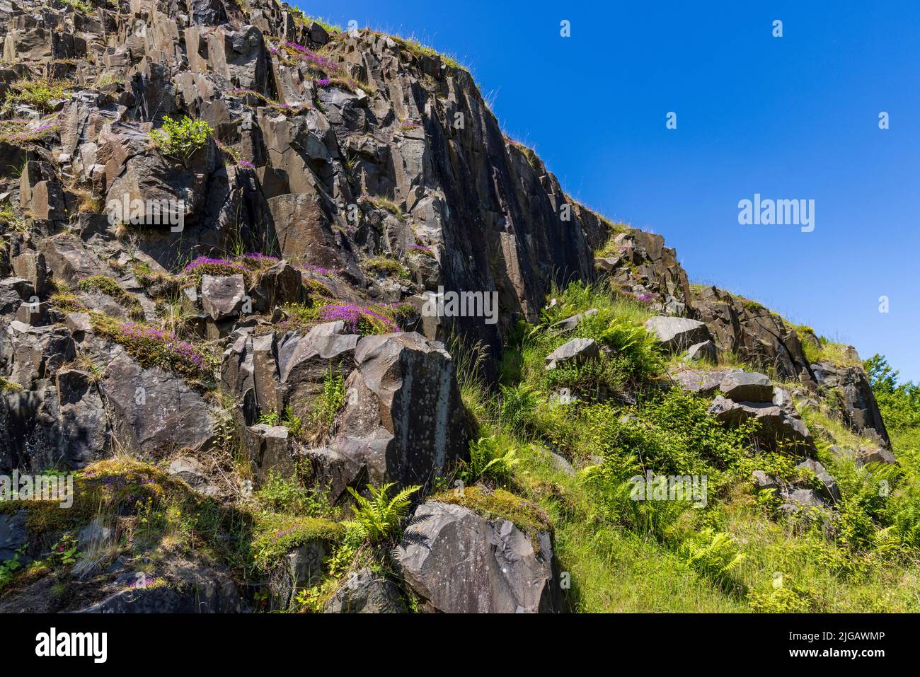 Flowering Heather growing on the Whin Sill rock face at Walltown Quarry ...