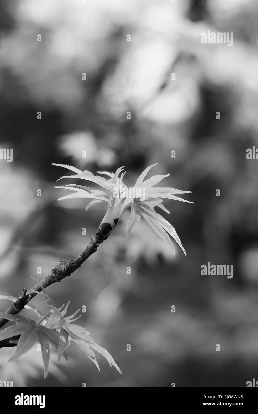 Lush spring tree branch sprouting with leaves in black and white Stock ...
