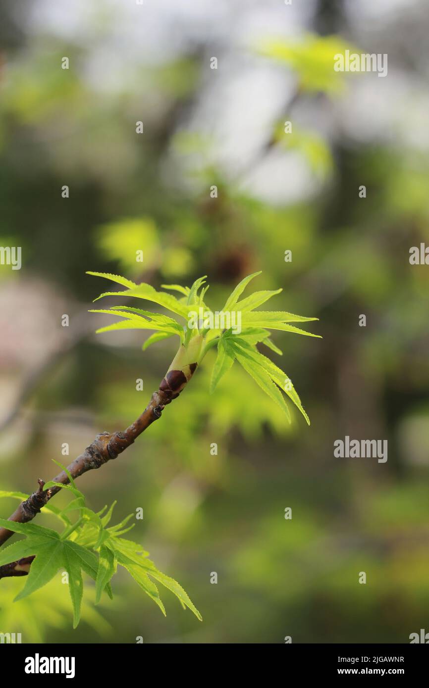 Lush spring tree branch sprouting with green leaves Stock Photo - Alamy
