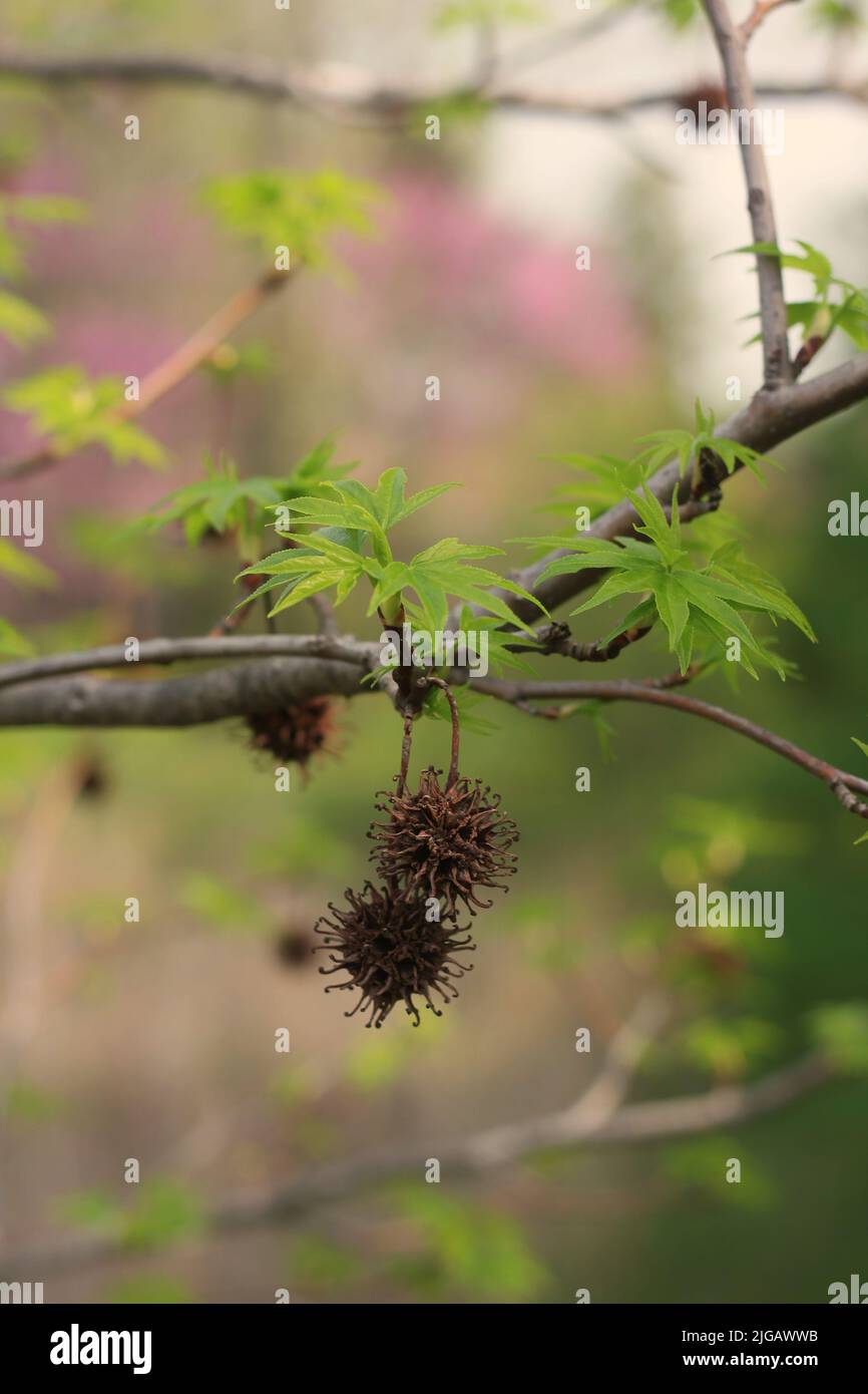 Huge seed hanging from a leafy tree branch Stock Photo - Alamy