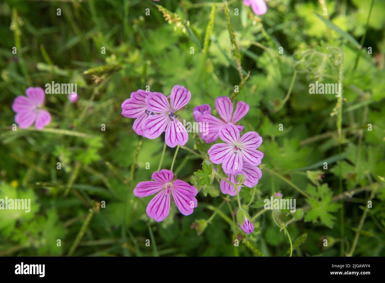 Lavender Field . Reddish purple Mallow ZeniAoi flower is fully blooming ...
