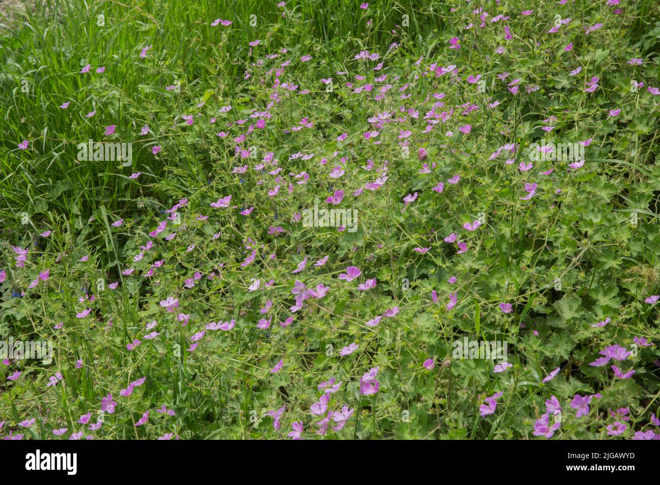 Lavender Field . Reddish purple Mallow ZeniAoi flower is fully blooming ...
