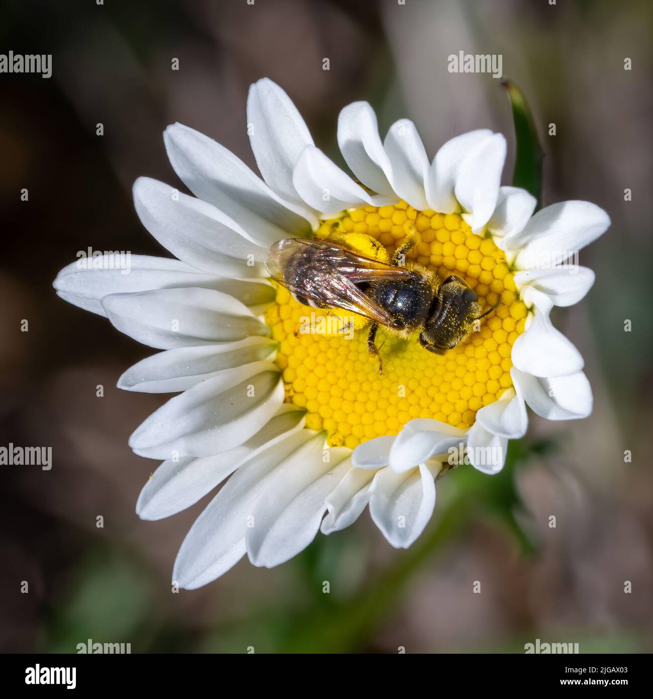 A pollinating bee collecting pollen on a daisy in central Door County ...