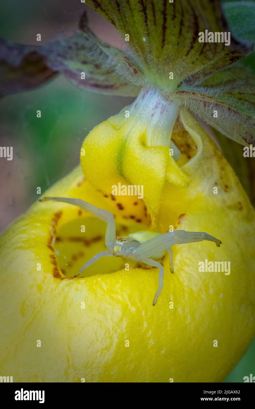 A Crab Spider waits for its prey on a yellow lady slipper wildflower in ...