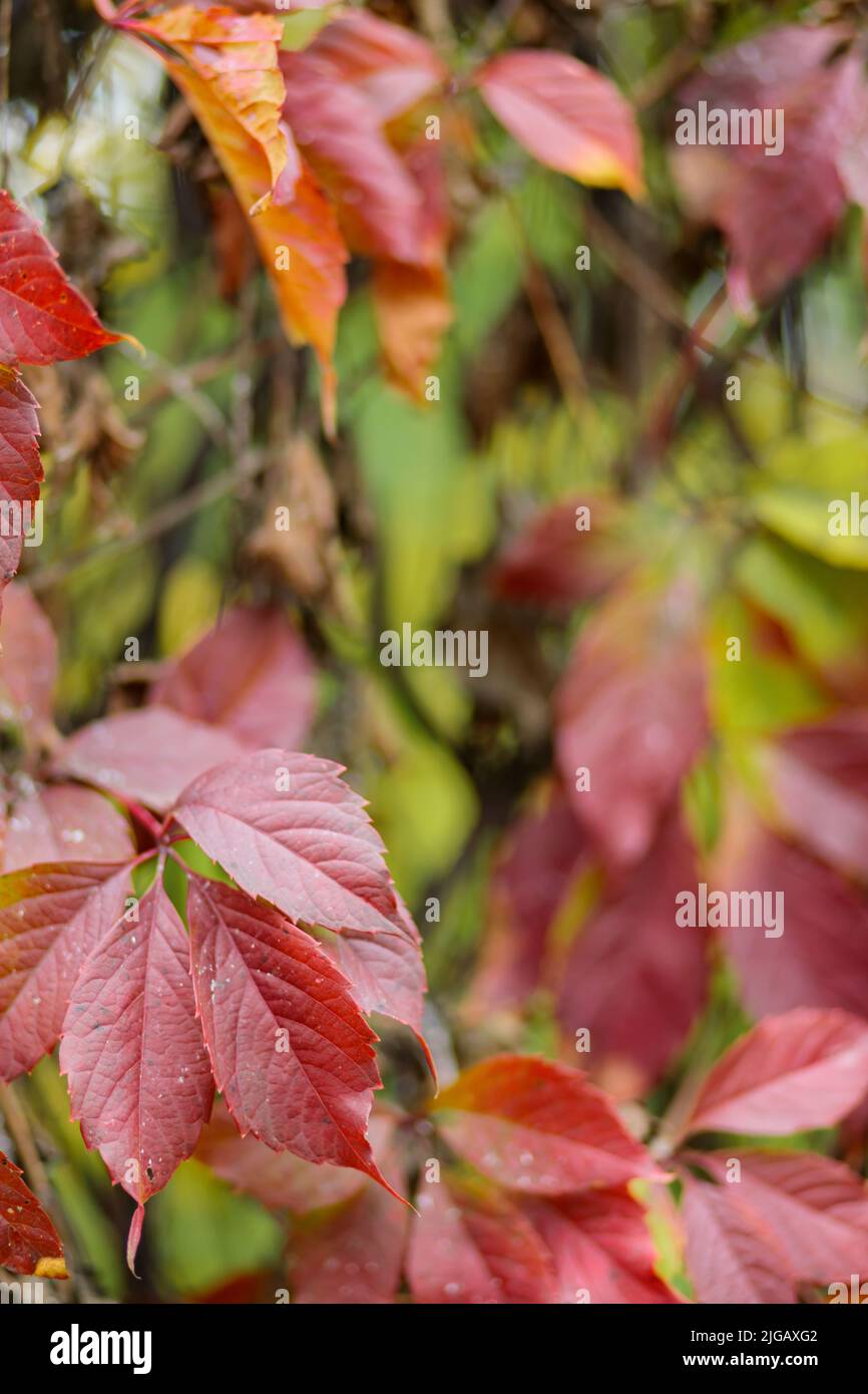 Red fall leaves of wild grapes. Autumn natural background with red ...