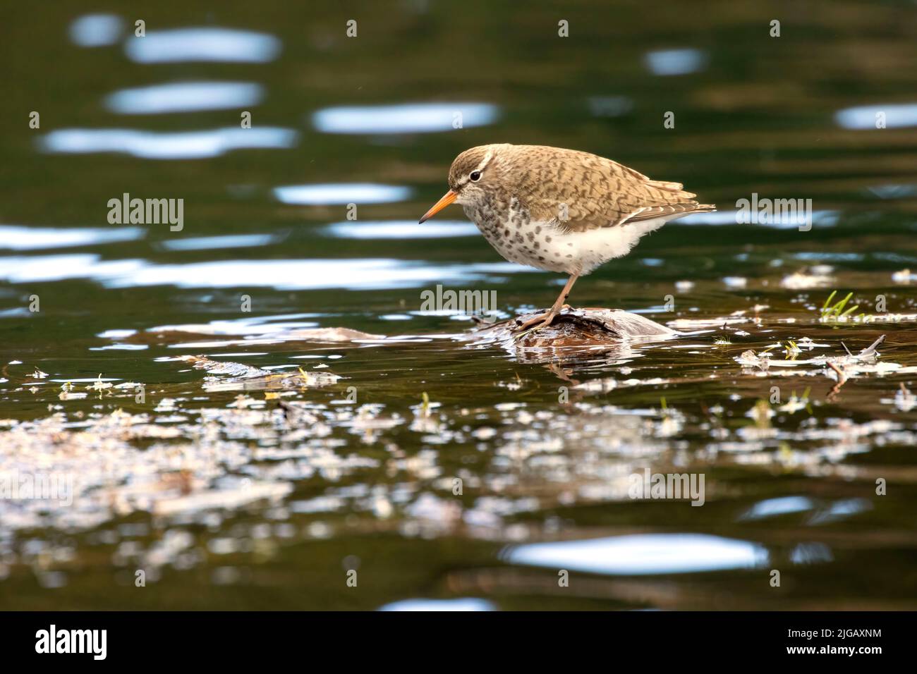 Spotted sandpiper (Actitis macularius) at Fish Lake, Willamette ...