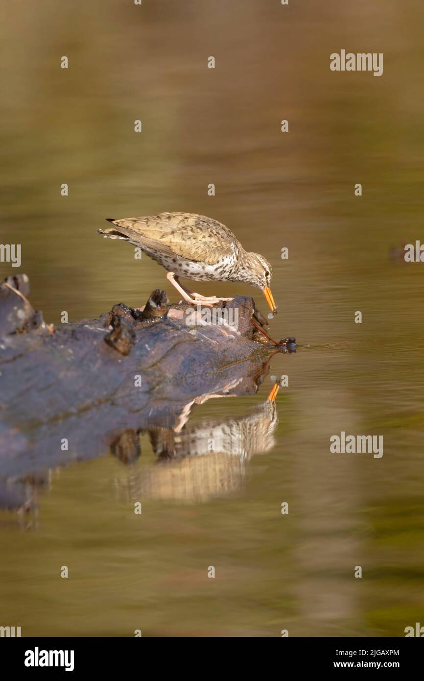 Spotted sandpiper (Actitis macularius) at Fish Lake, Willamette ...