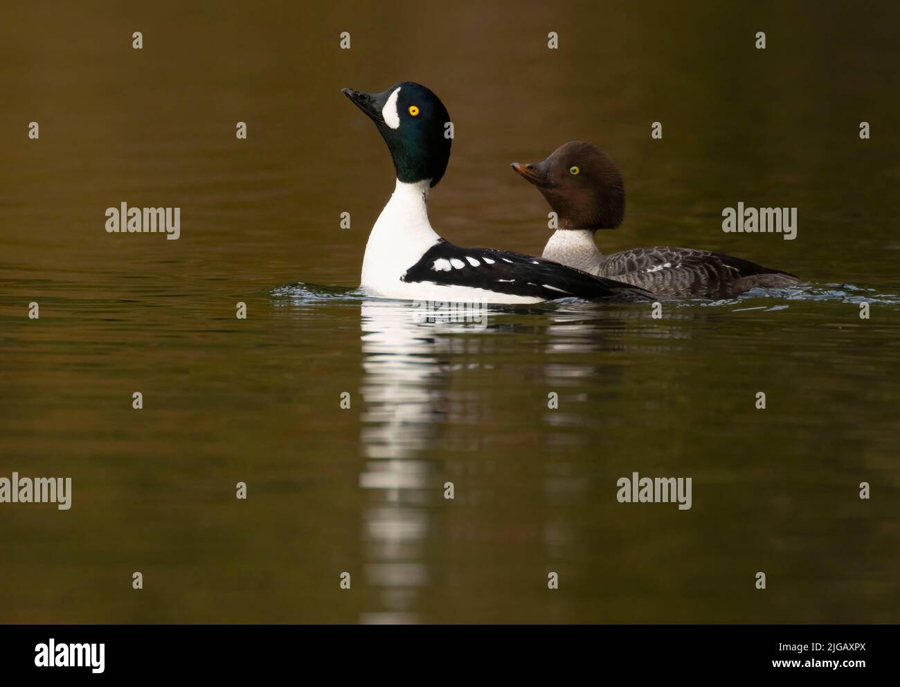 Barrow's goldeneye (Bucephala islandica) at Fish Lake , Willamette ...