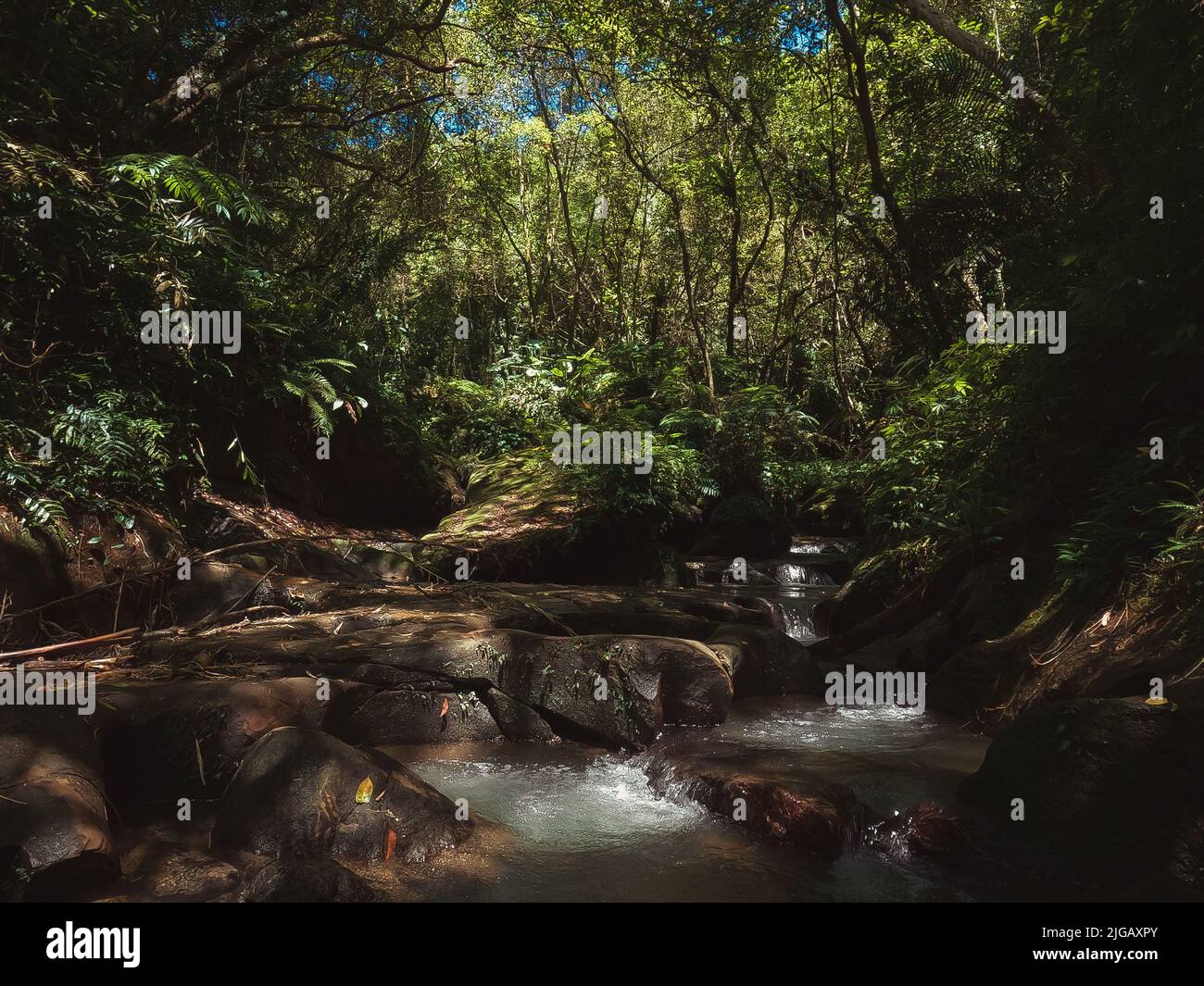 View upstream, forest in Taipei County Stock Photo - Alamy