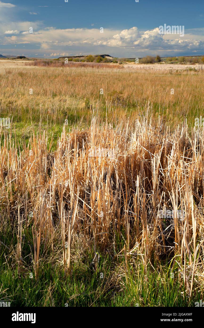 Marsh along East Canal Road, Malheur National Wildlife Refuge, Oregon ...