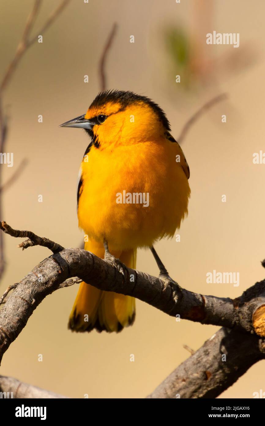 Bullock's oriole (Icterus bullockii), Malheur National Wildlife Refuge ...