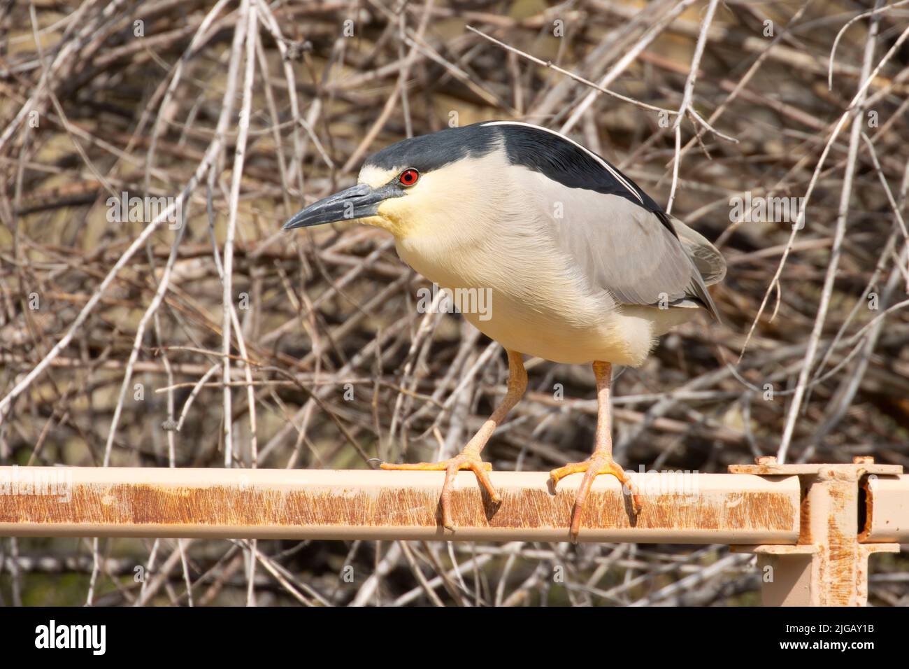 Black-crowned Night-Heron (Nycticorax nycticorax), Malheur National ...