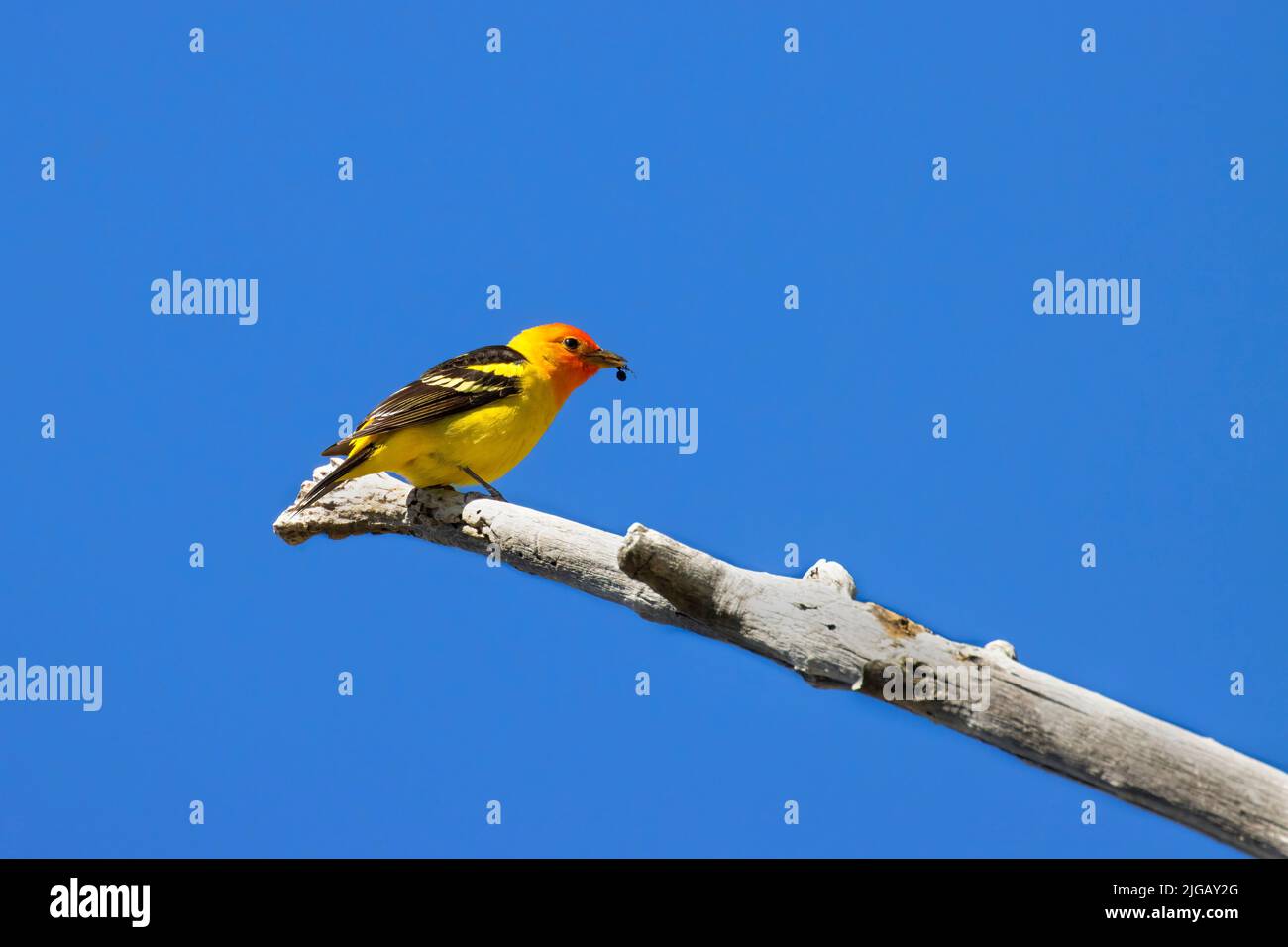 Western tanager (Piranga ludoviciana), Malheur National Wildlife Refuge ...