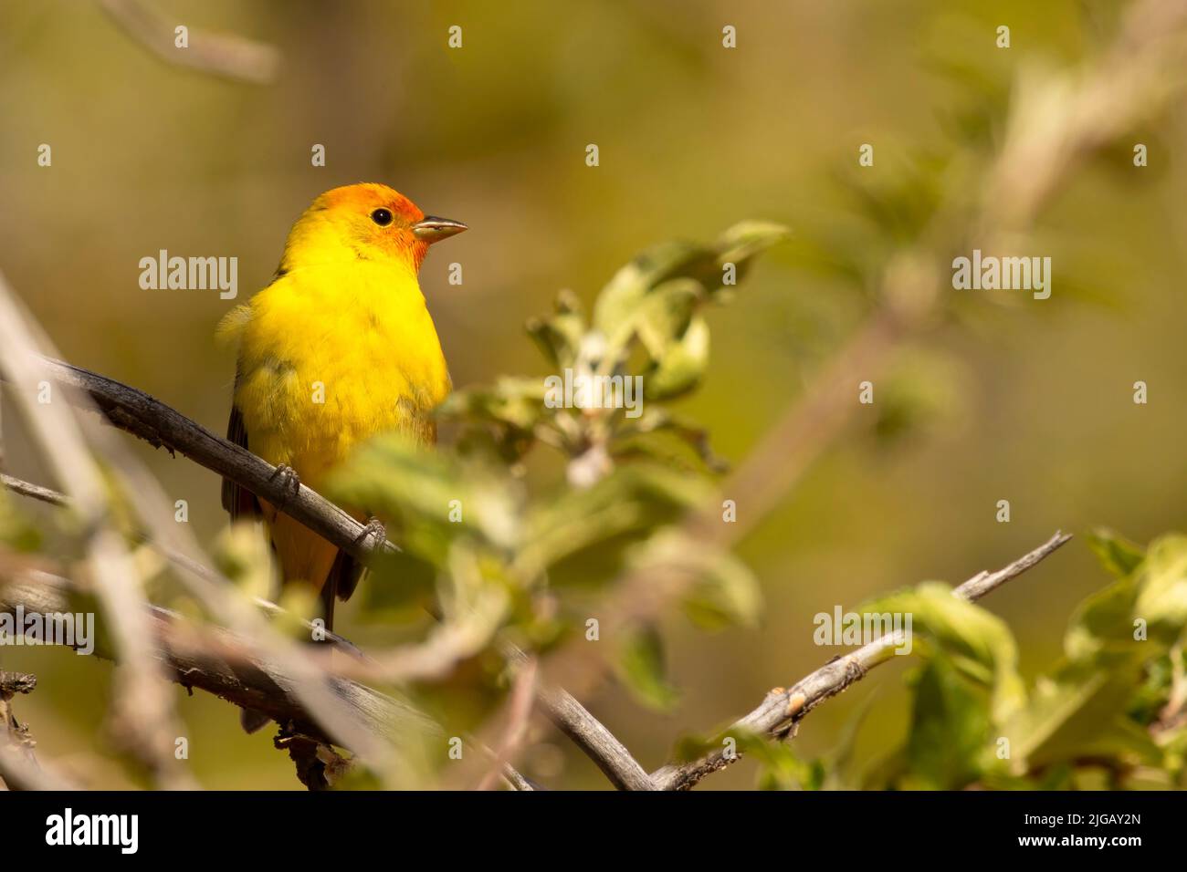 Western tanager (Piranga ludoviciana), Malheur National Wildlife Refuge ...