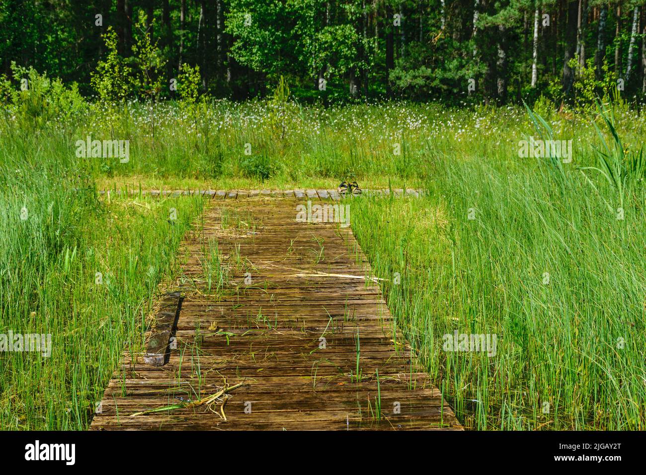 wooden footbridges, swampy lake shore, marsh plant vegetation, Lake ...