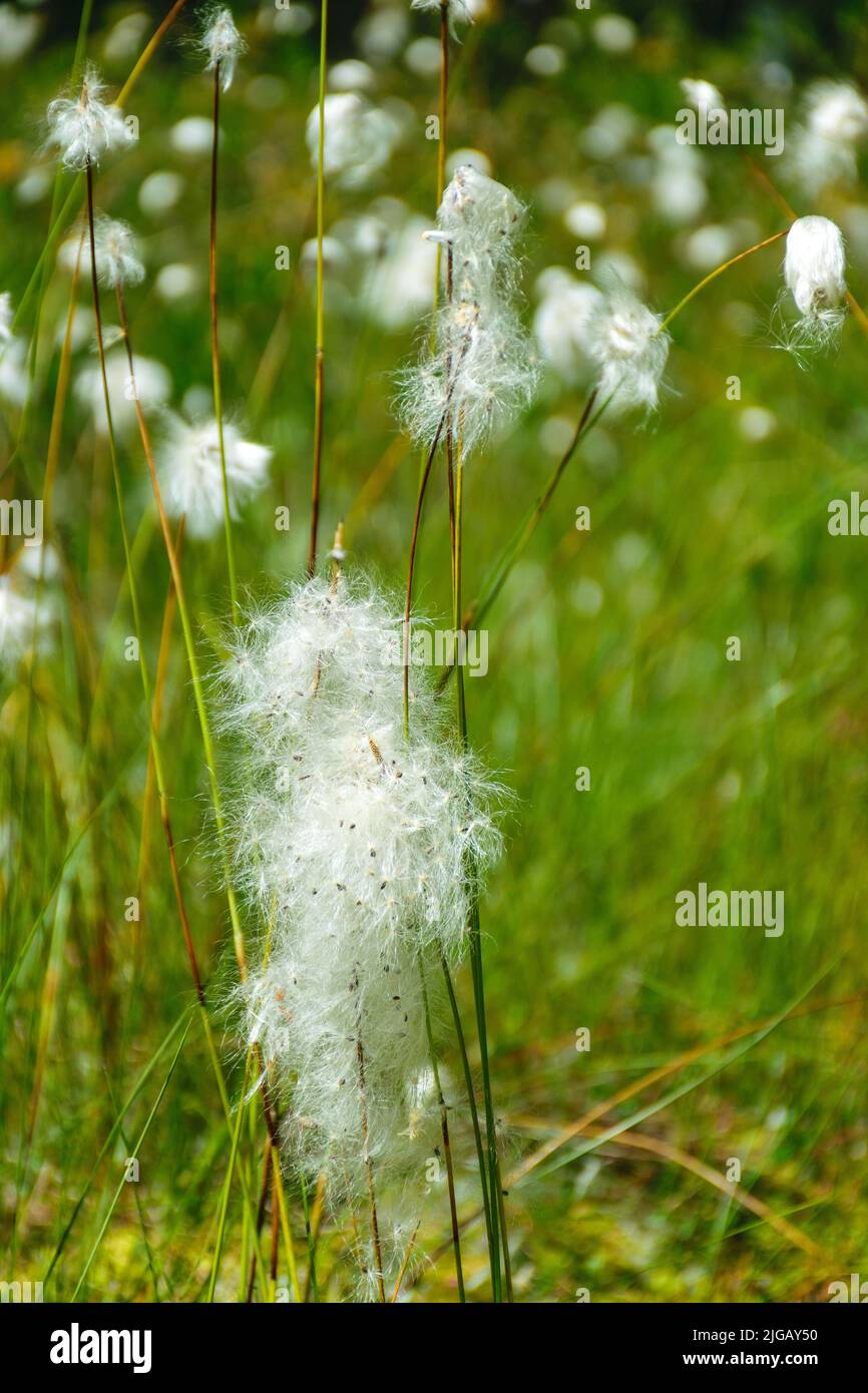 fluffy bunny tail sedge, marshy lakeside, marsh vegetation, bright ...