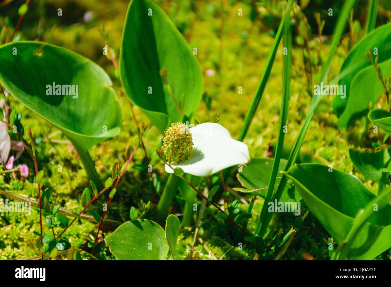 summer landscape with a swampy lake shore, plant vegetation ...