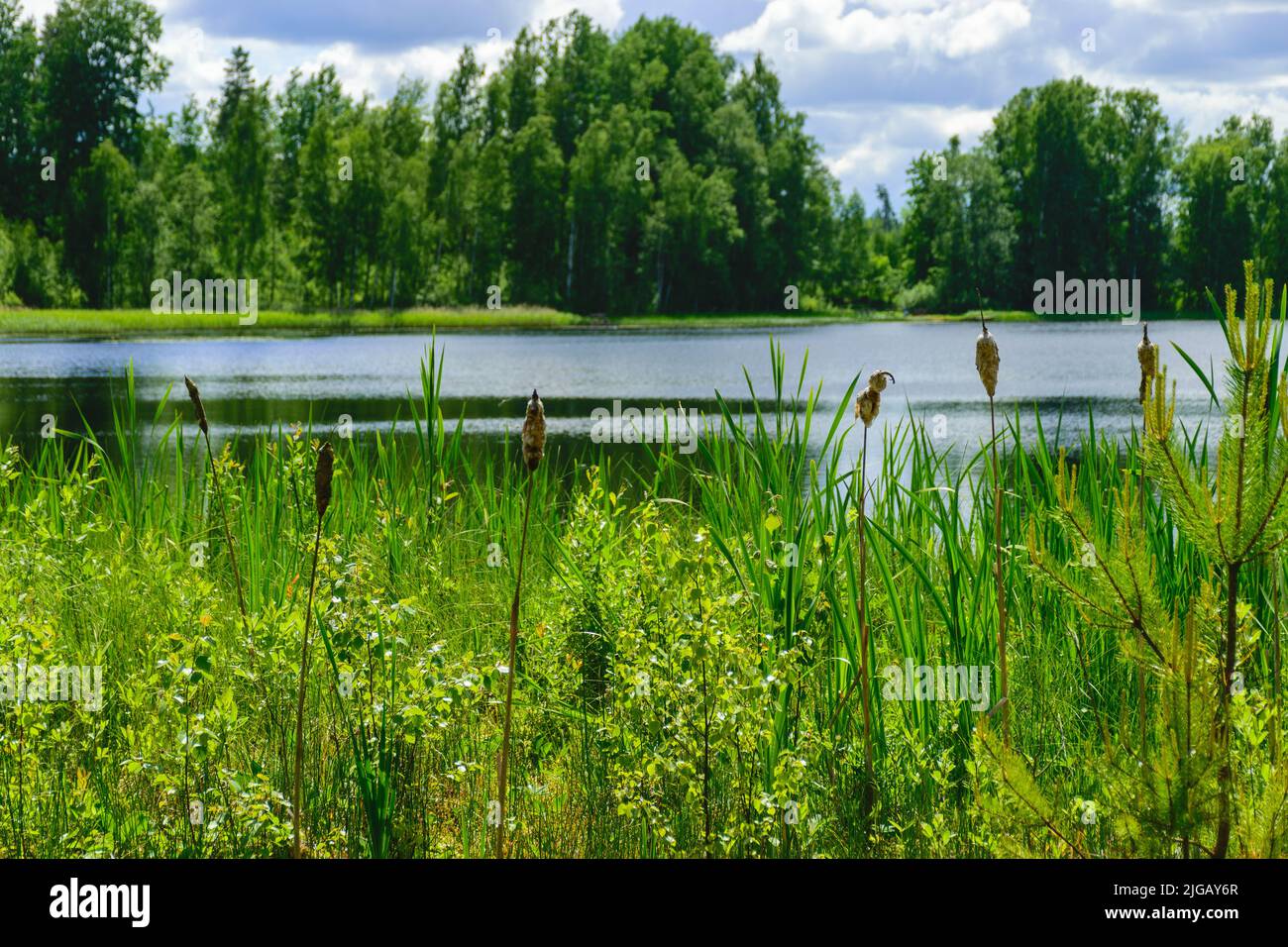 summer landscape with a swampy lake shore, plant vegetation ...