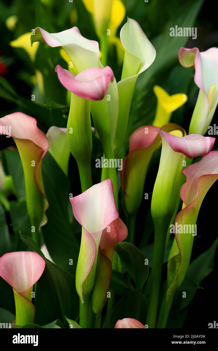 Pink calla lily zantedeschia rehmannii hi-res stock photography and ...