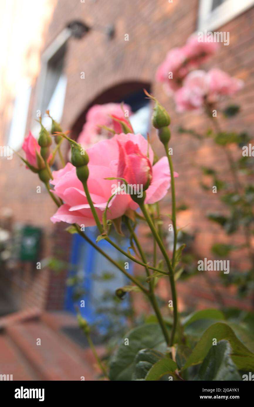 Kastrup/Copenhagen/Denmark/09July 2022/ Roses flowers and rose plants ...