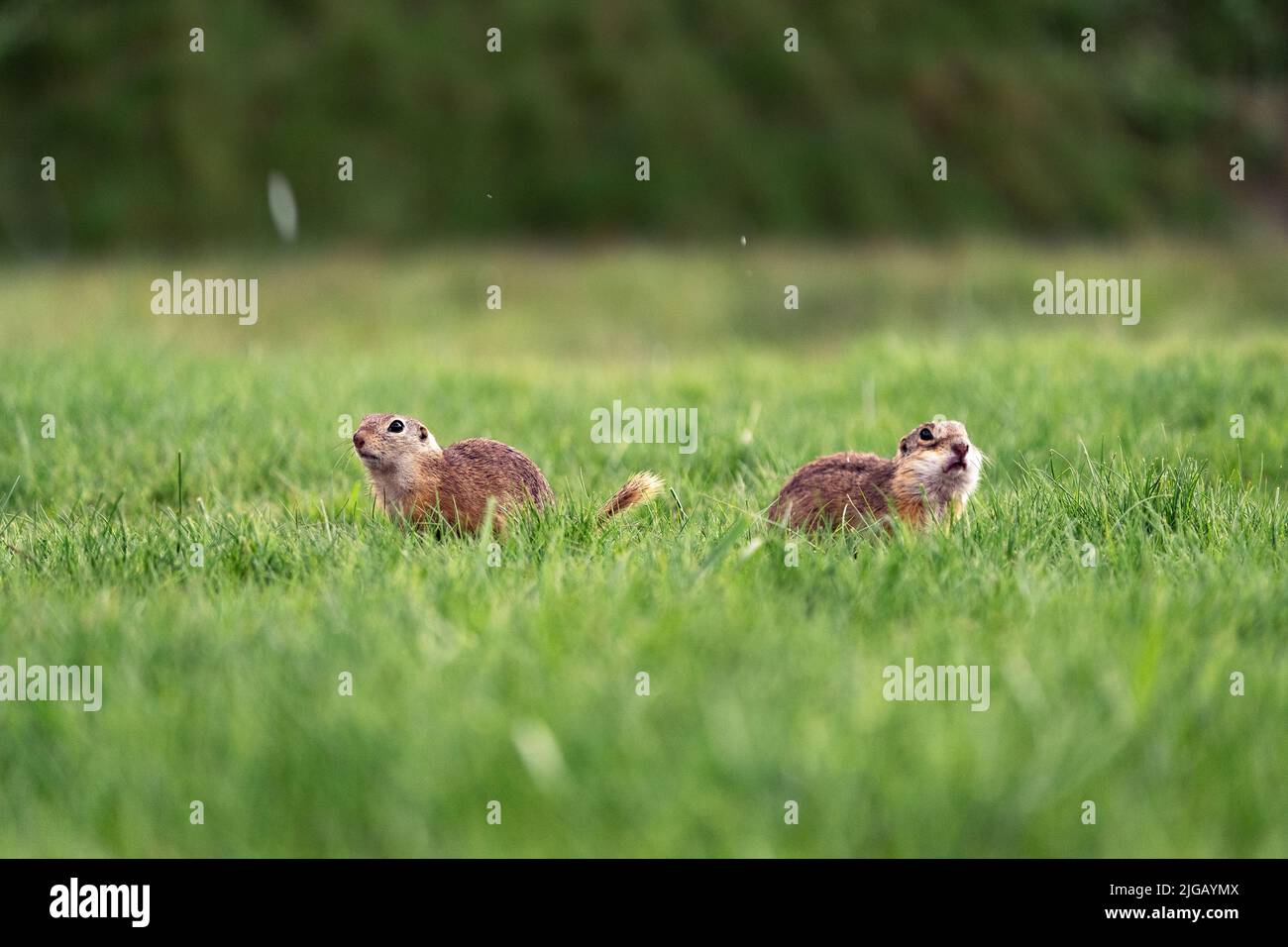 Two ground squirrels hi-res stock photography and images - Alamy