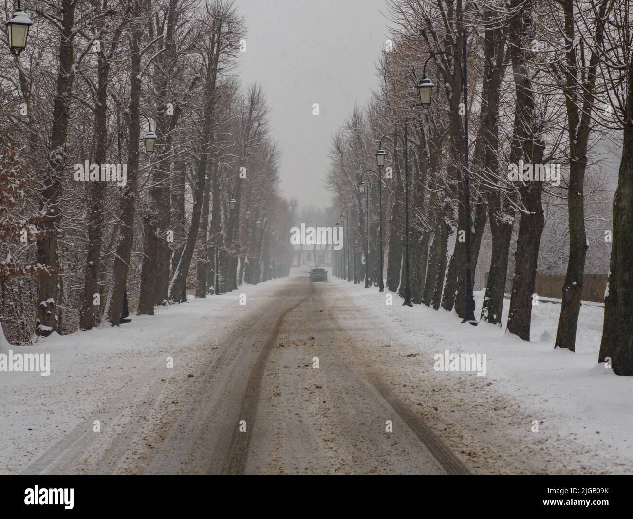 Snowy road with beautiful old trees in Ciechocinek in Poland in Winter ...