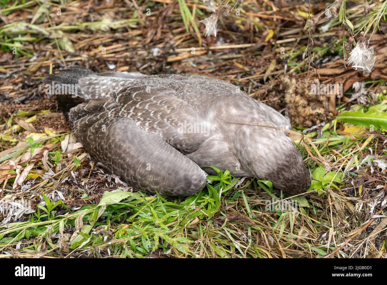Carcass of killed young seagull bird is lying down among grass ...