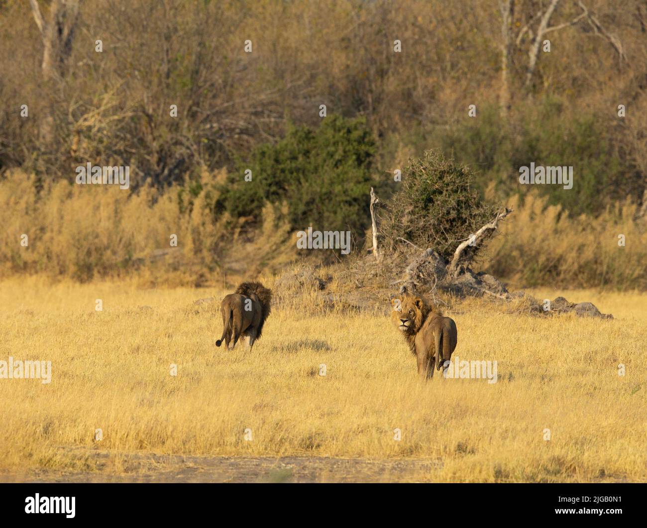 Lions (Panthera leo) on open savanna Stock Photo - Alamy