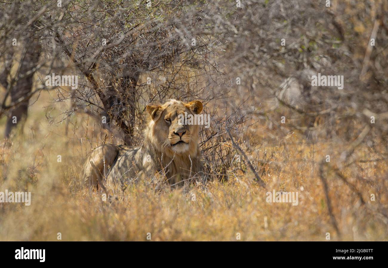 Lion (Panthera leo) hiding in the bush Stock Photo - Alamy