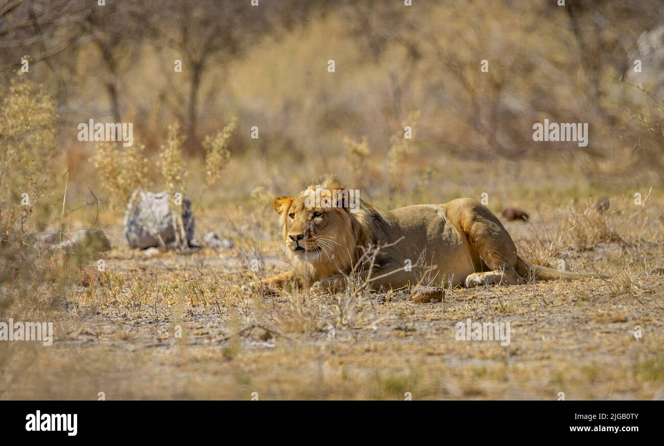 Lion (Panthera leo) crouched on the ground Stock Photo - Alamy