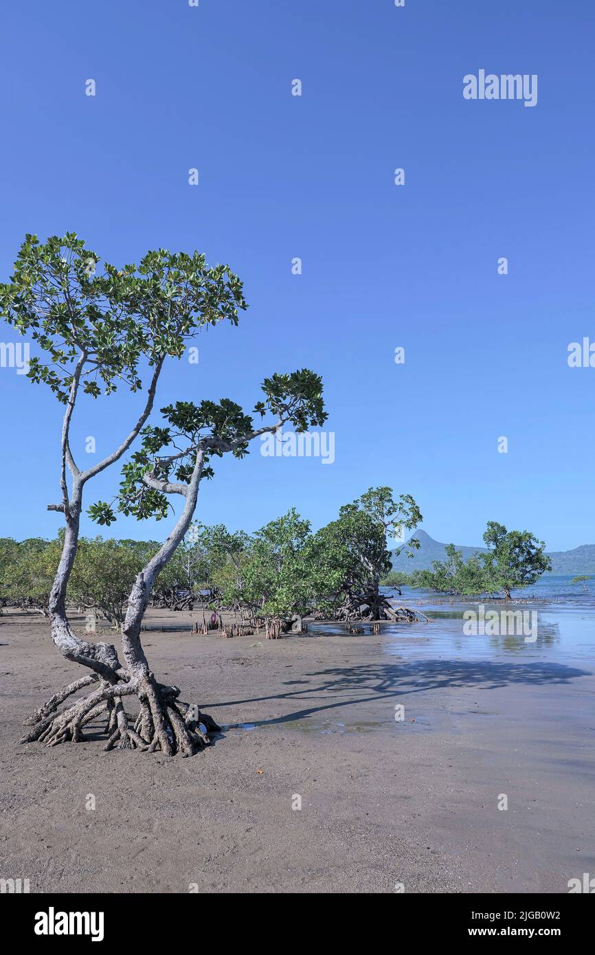 Ocean landscape mangrove trees in hi-res stock photography and images ...