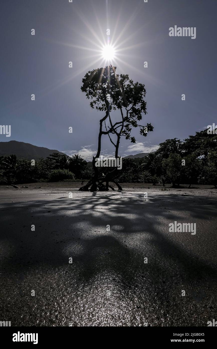 Silhouette of mangrove trees with the sun glowing behind and deep shade ...