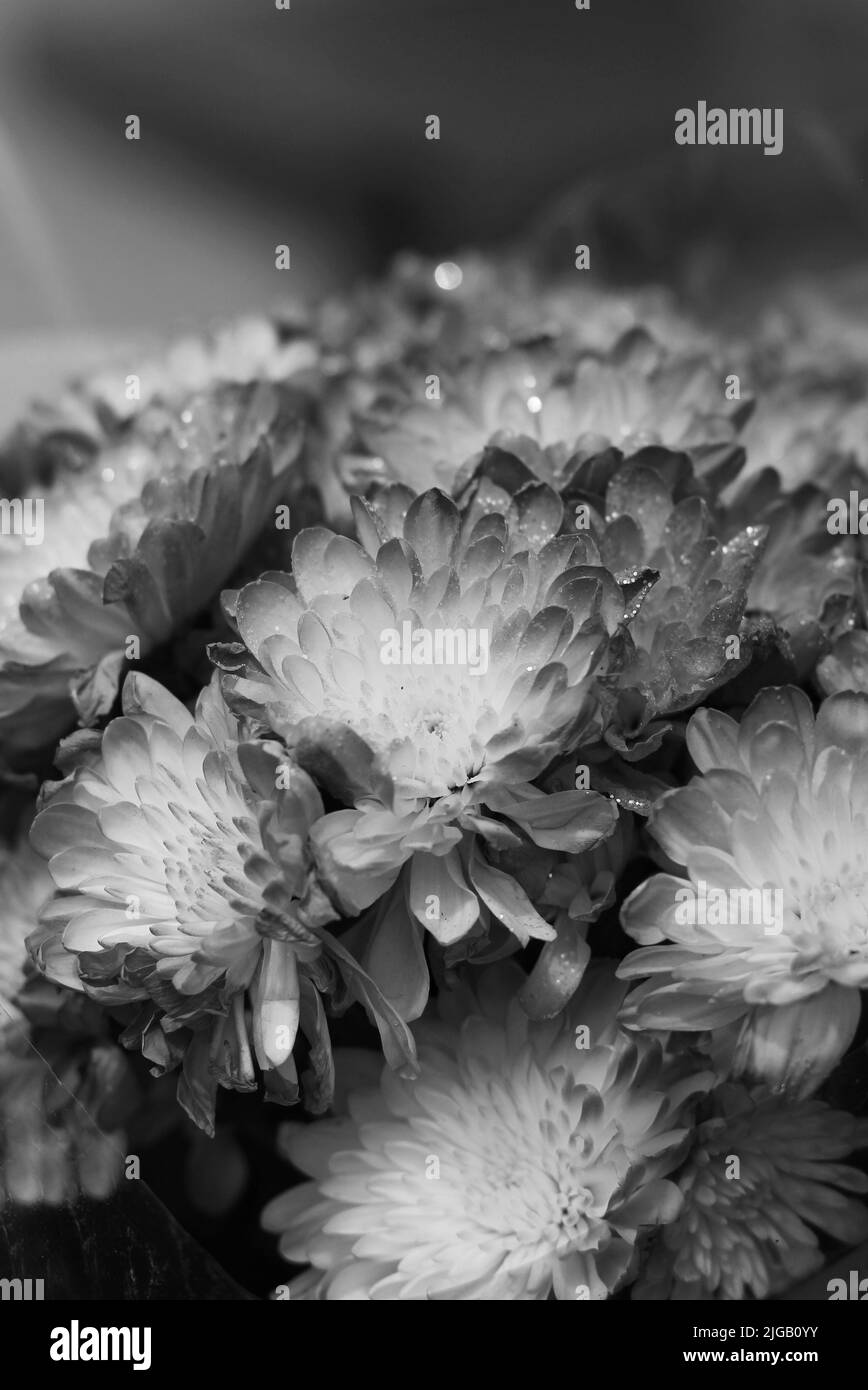 Beautiful bouquet of fresh spring flowers in full bloom in black and ...